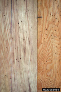 Oak Timberworm, Not Your Average Weevil