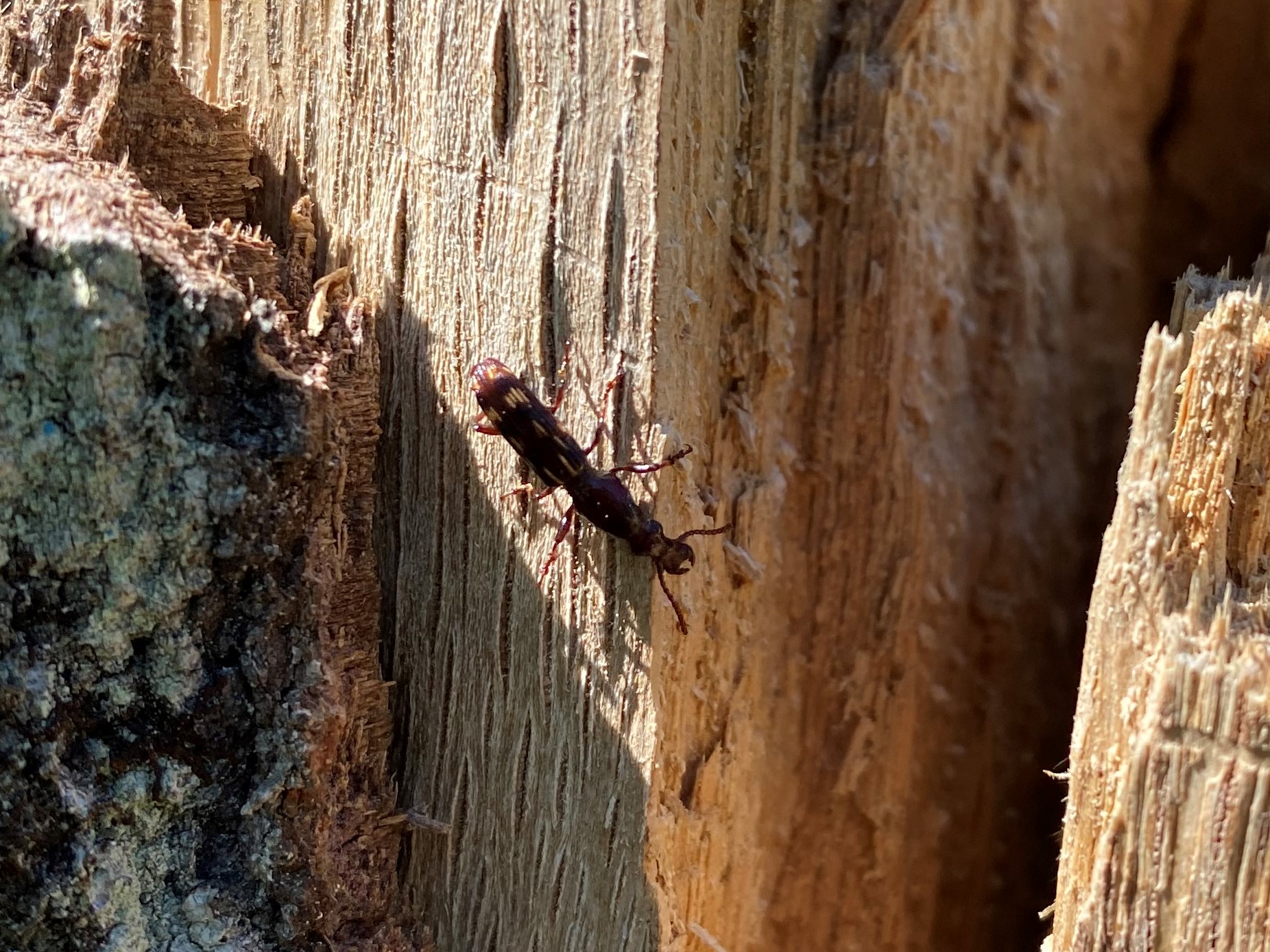 Oak Timberworm, Not Your Average Weevil
