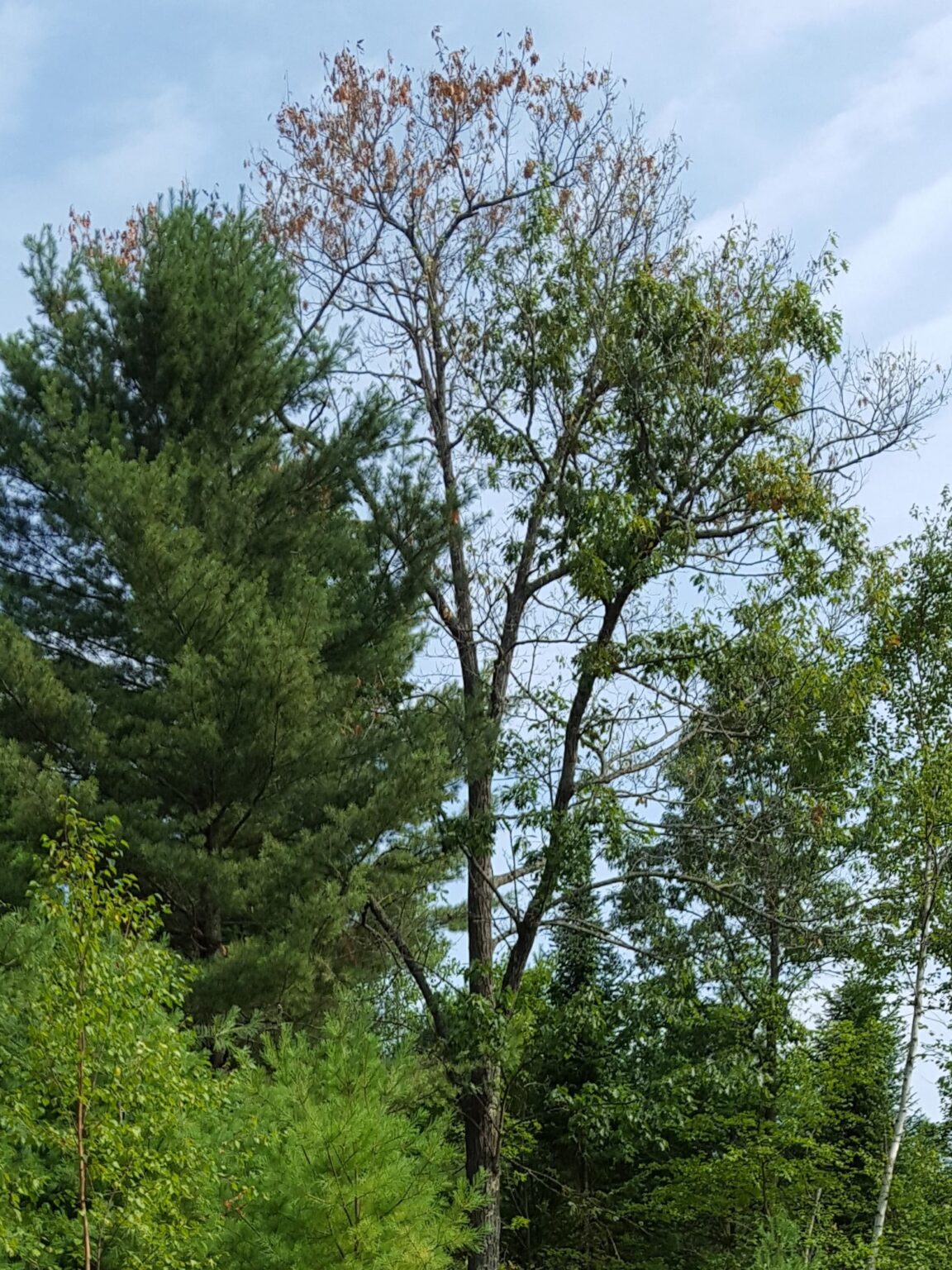 Oak Wilt Symptoms Visible Now