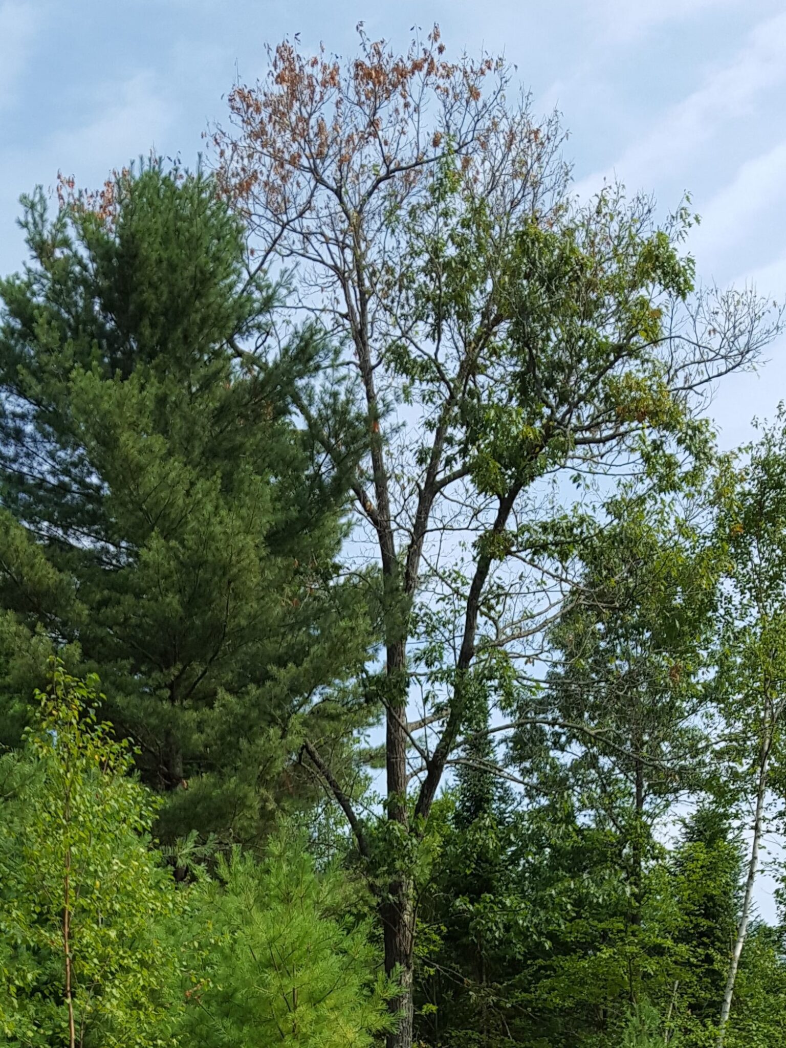 Oak Wilt Symptoms Visible Now