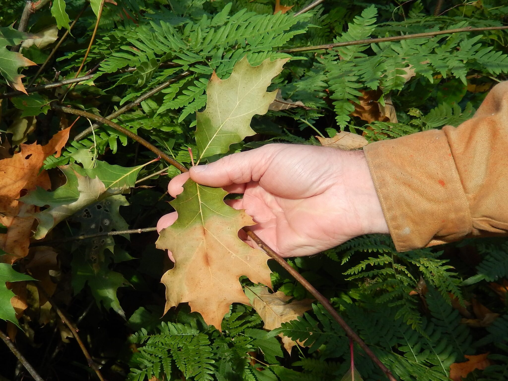 Oak Wilt Symptoms Visible Now
