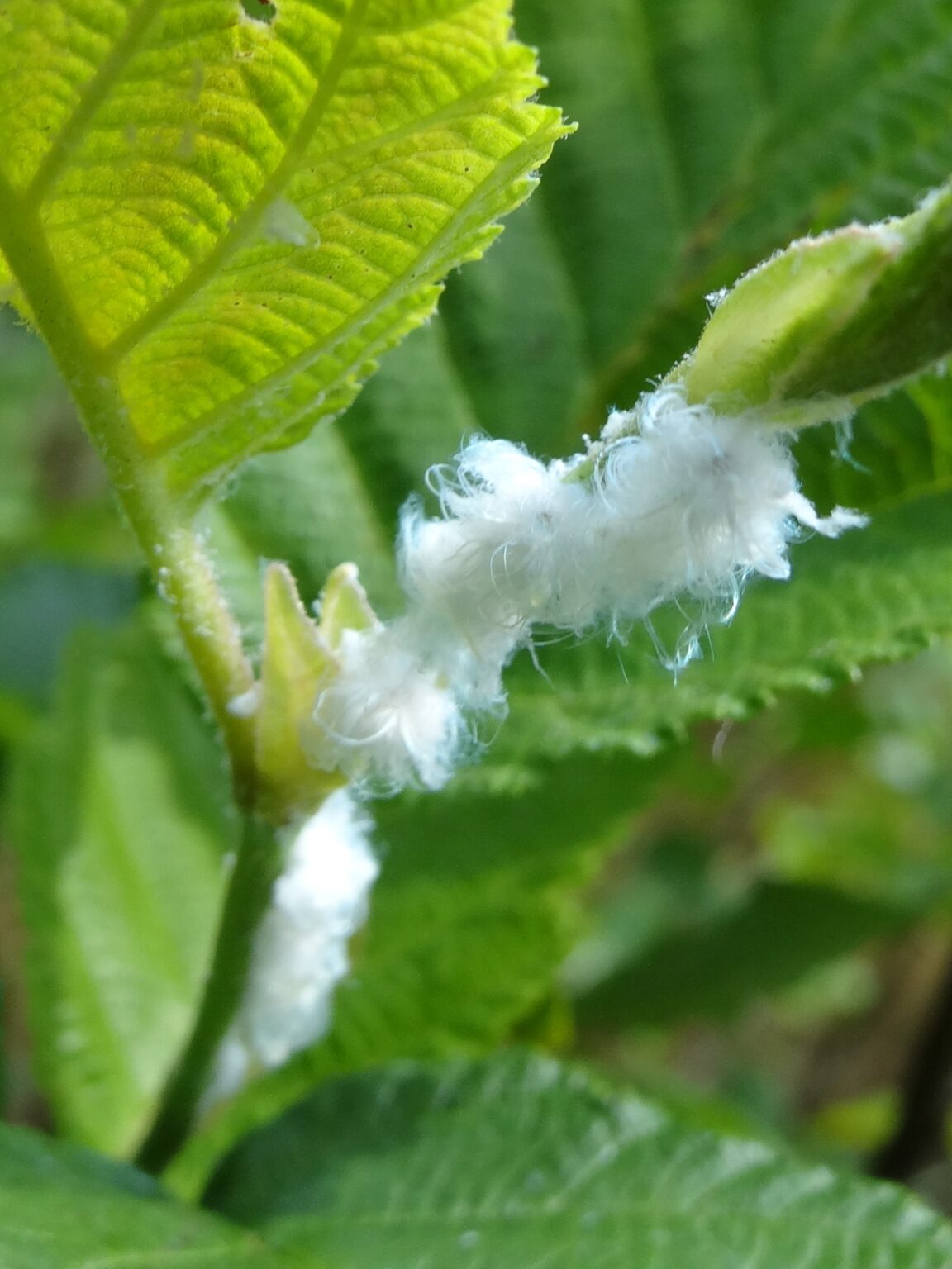 Woolly Aphids Observed And Reported On Social Media
