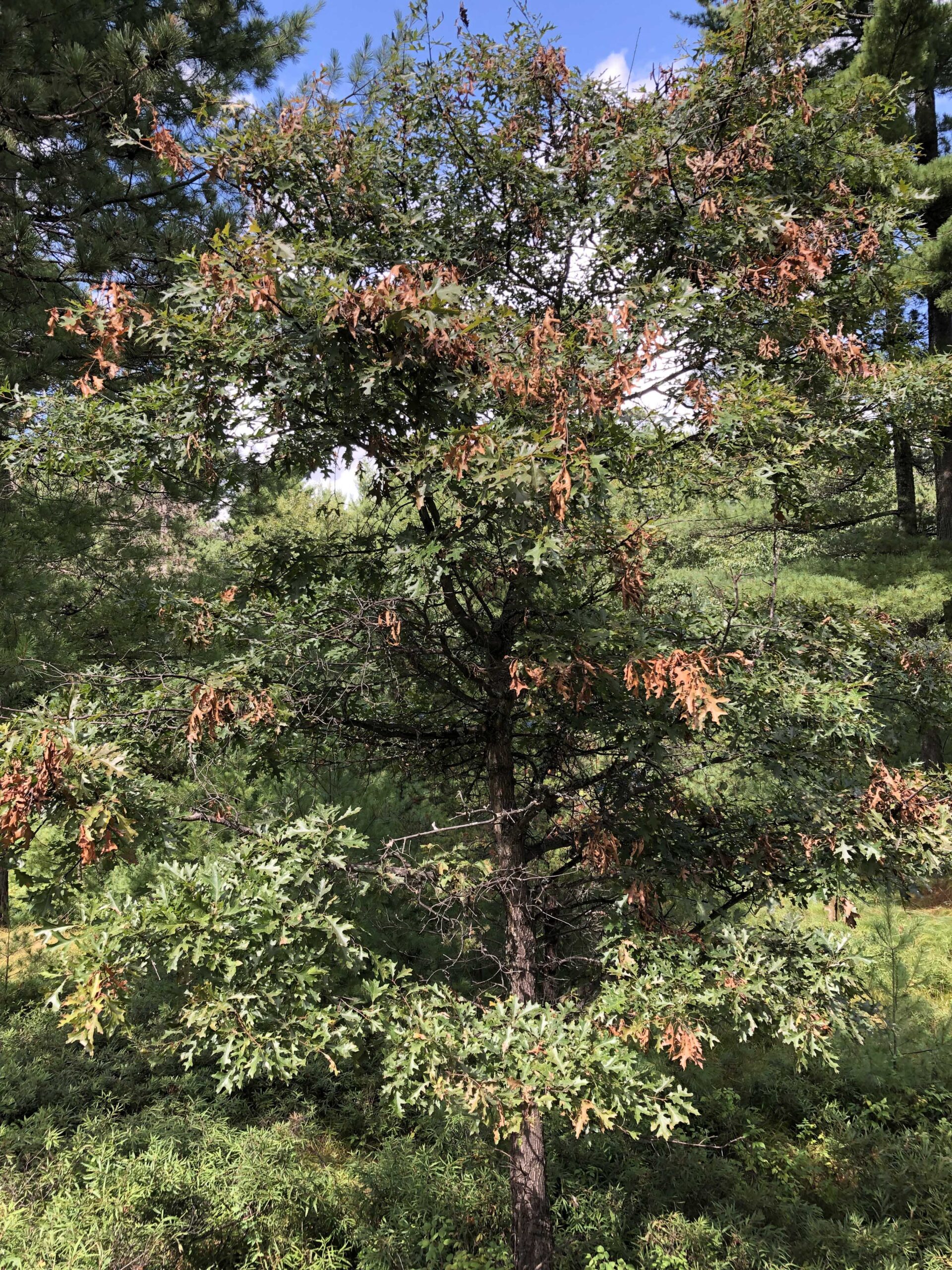 Oak Leaves Turning Brown? There Are Several Reasons This Year.