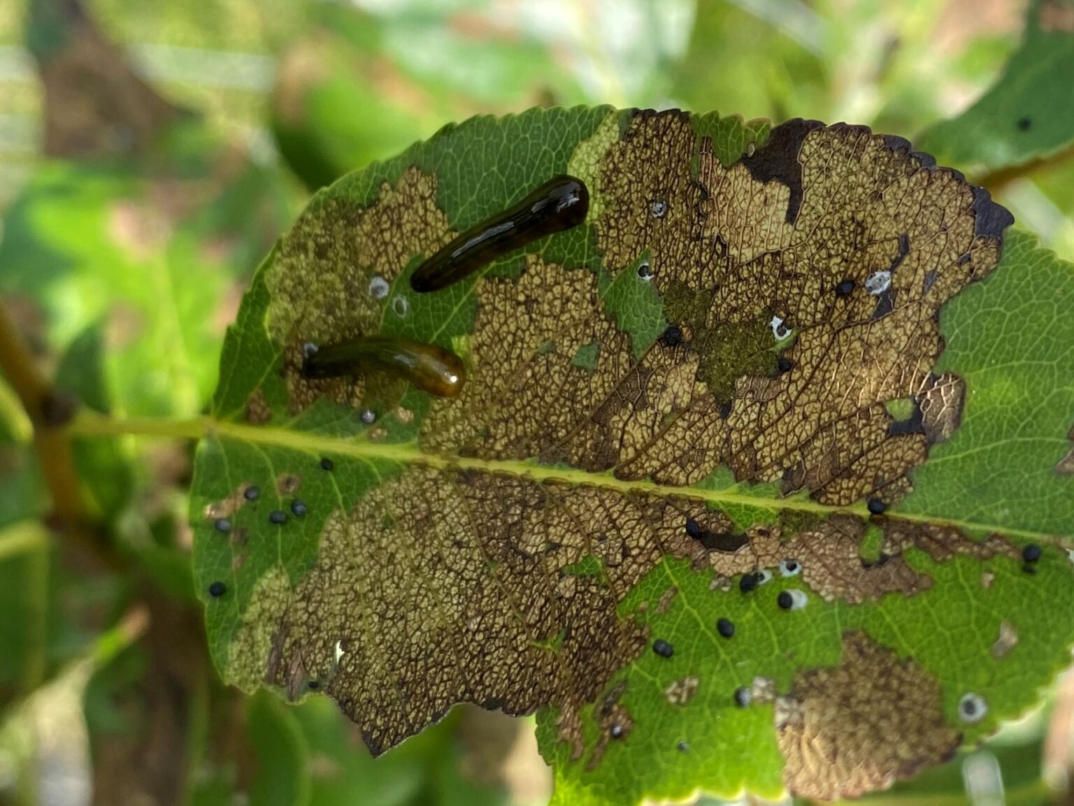 Pear Slug Sawfly Defoliation: Treatment Tips
