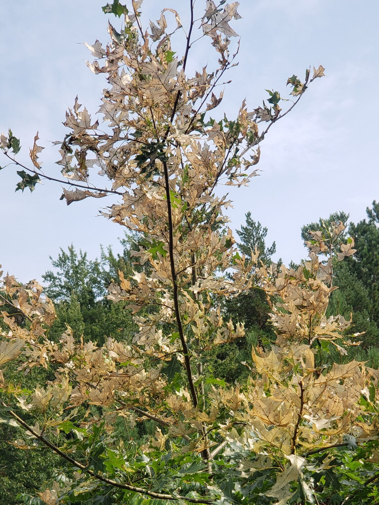 Young Oaks Defoliated By Oak Slug Sawfly