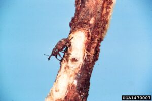 Managing Damage By White Pine Weevil