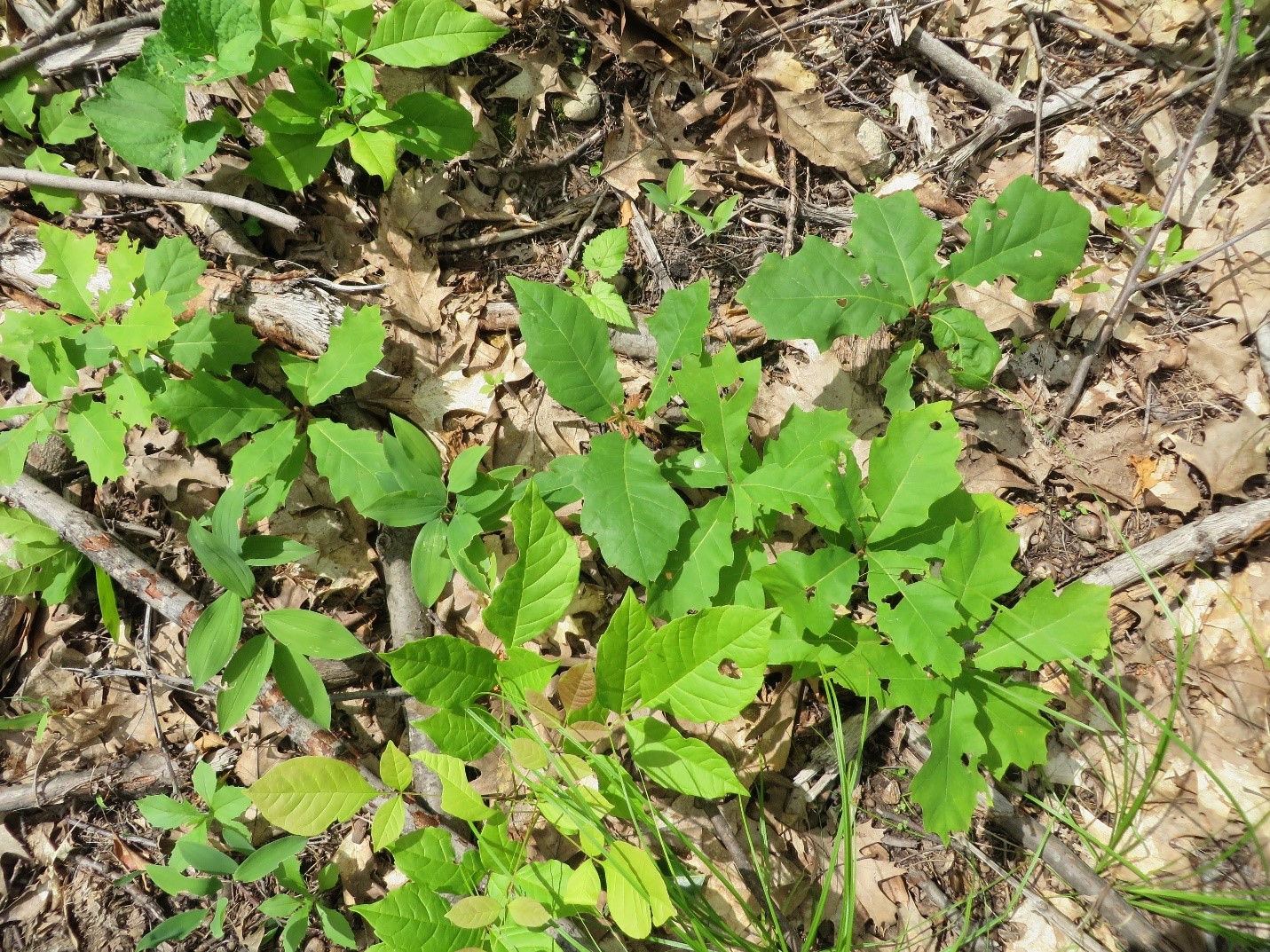 Dominant Forest Types