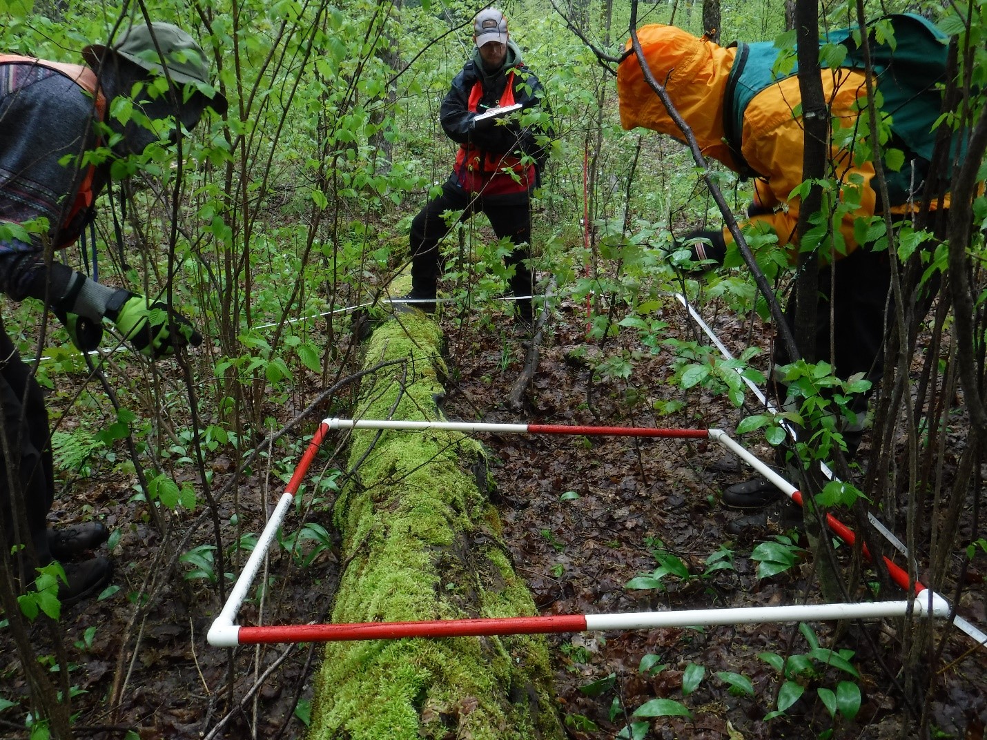 Managing For Old-Growth Forests