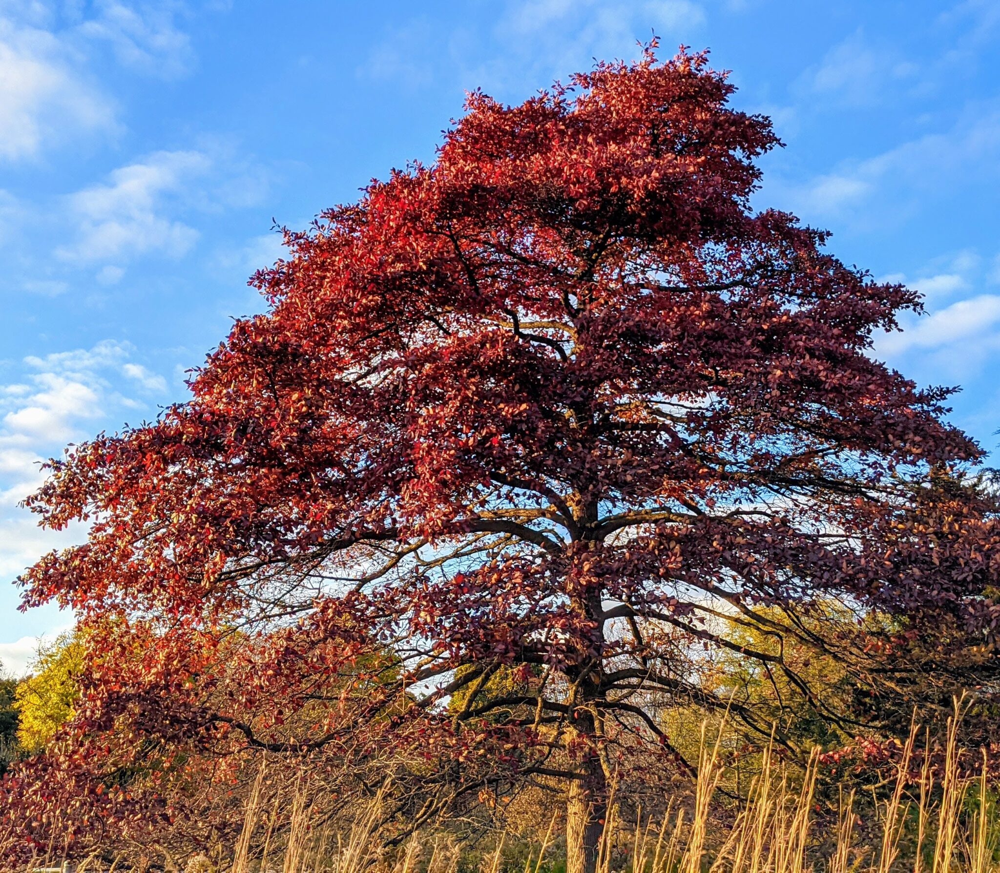 Celebrating Wisconsin’s Champion Trees