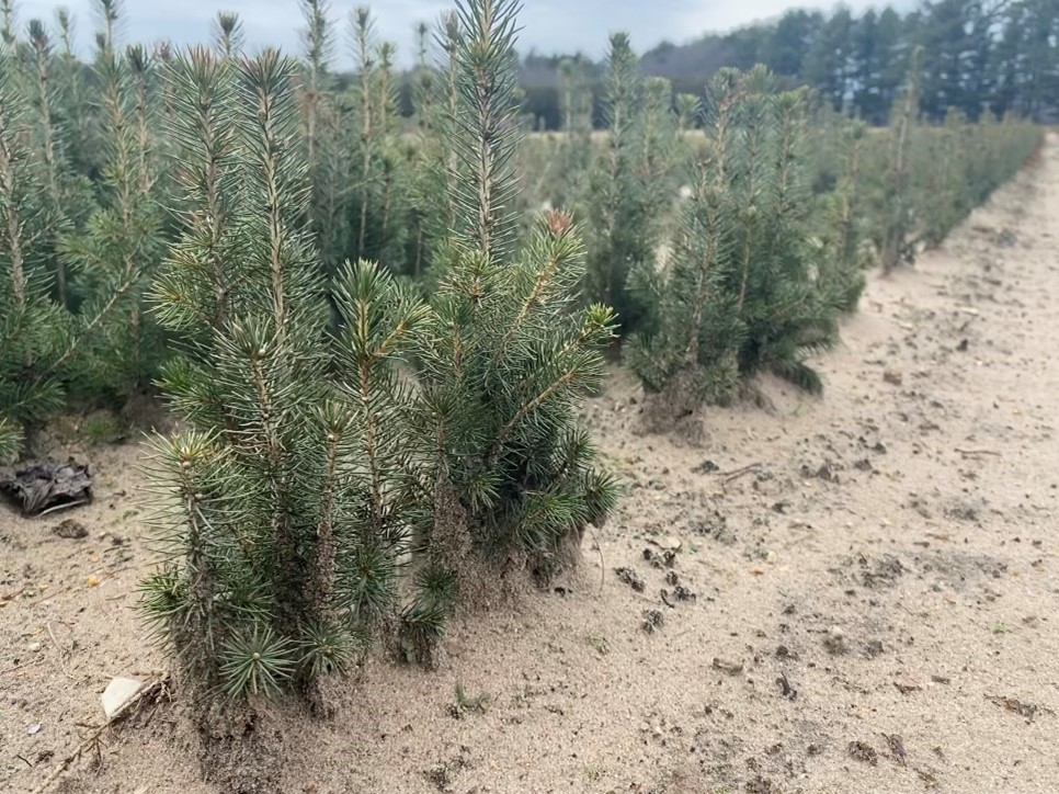 What’s Your Seedling Story?