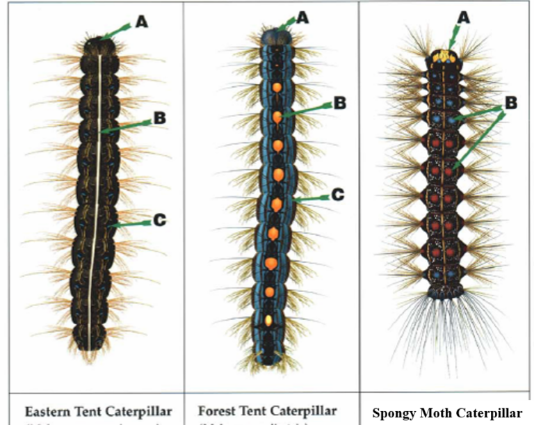 Hairy Spring Caterpillars – Which One Do You Have?