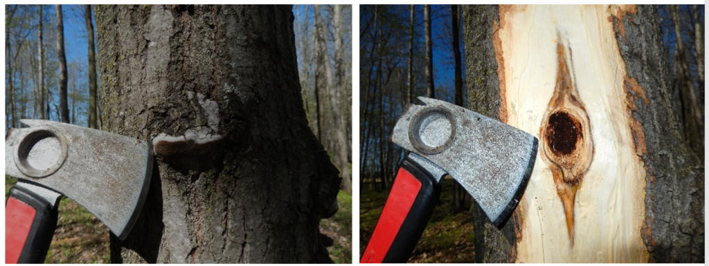 White Trunk Rot In Aspen Trees
