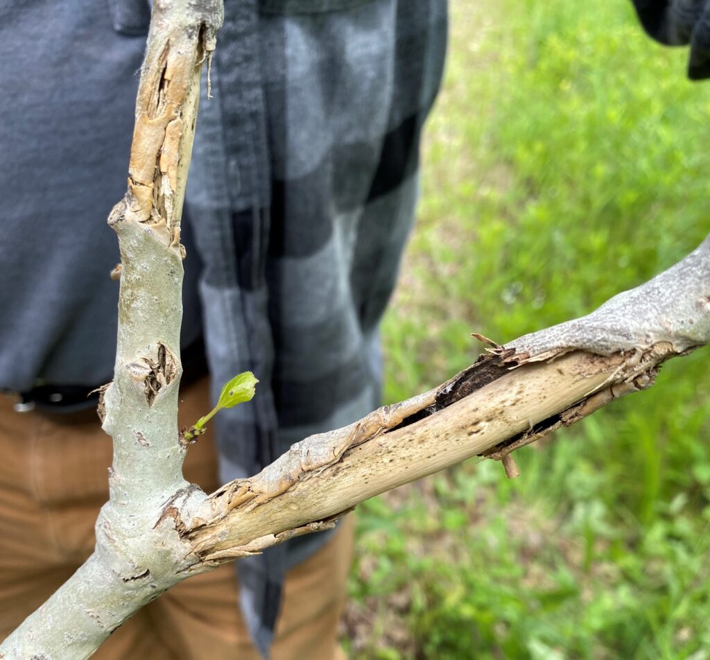 Catastrophic Hail Injury To Trees In Northwest Wisconsin