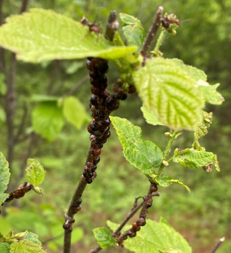 Lecanium Scale: A Sticky Situation