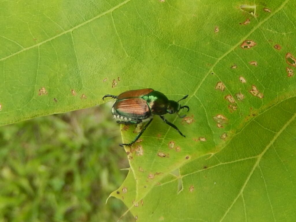Hungry, Hungry Japanese Beetles