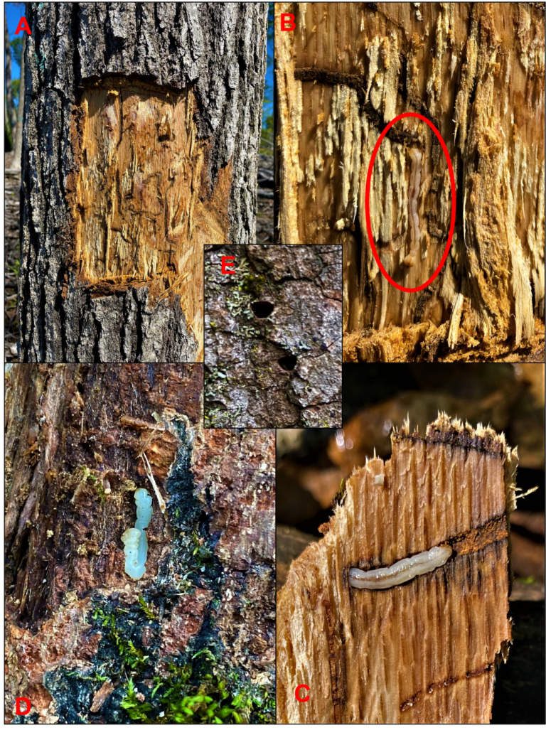 Twolined Chestnut Borer Attacks On The Rise