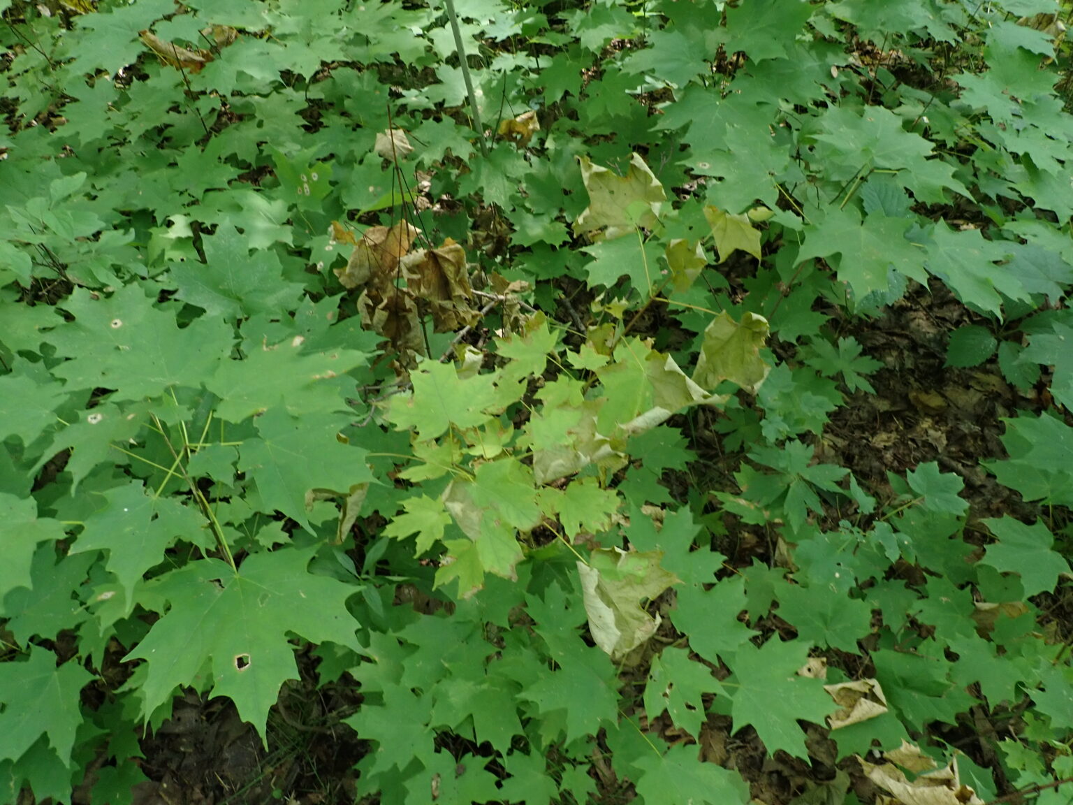 Ambrosia Beetles Attack Sugar Maple Regeneration
