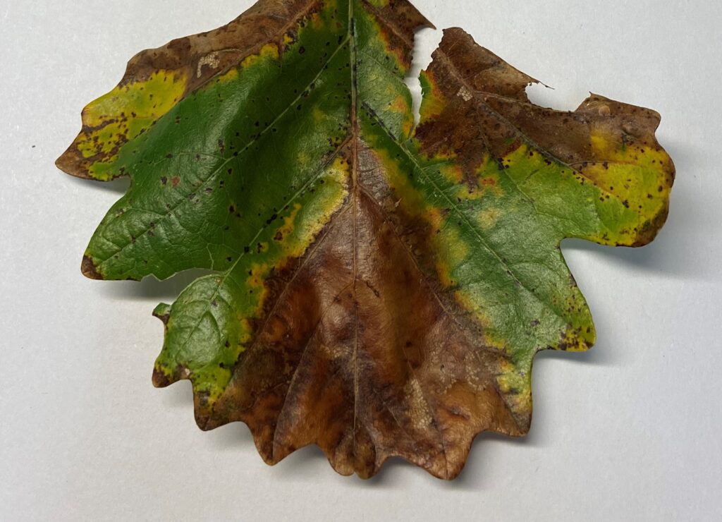 Bur oak blight wedge