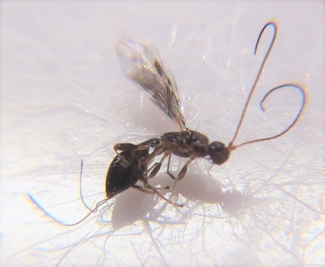 First Recovery of Emerald Ash Borer Enemy Made