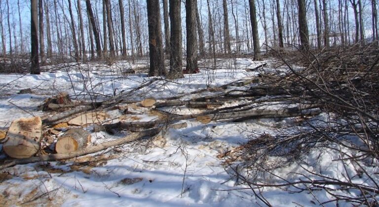 Oak Harvesting During A Cold Spring