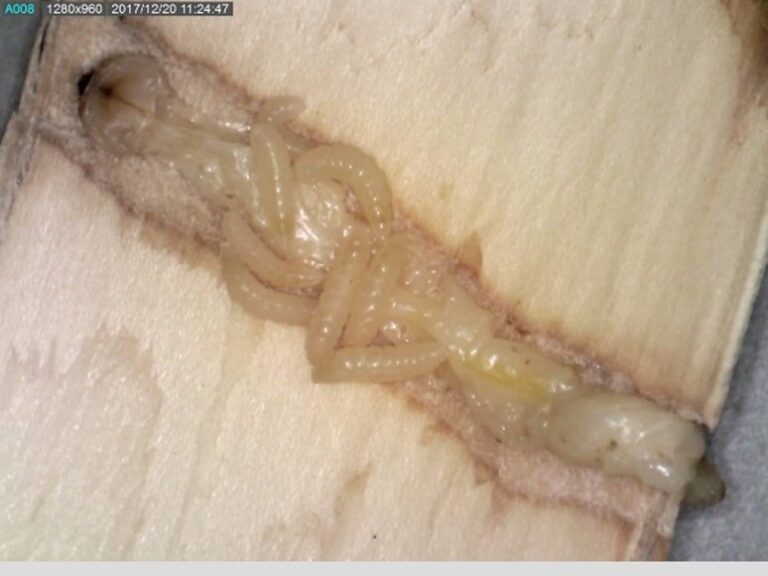 USDA Biological Control Facility Seeks Ash Trees To Battle Emerald Ash ...