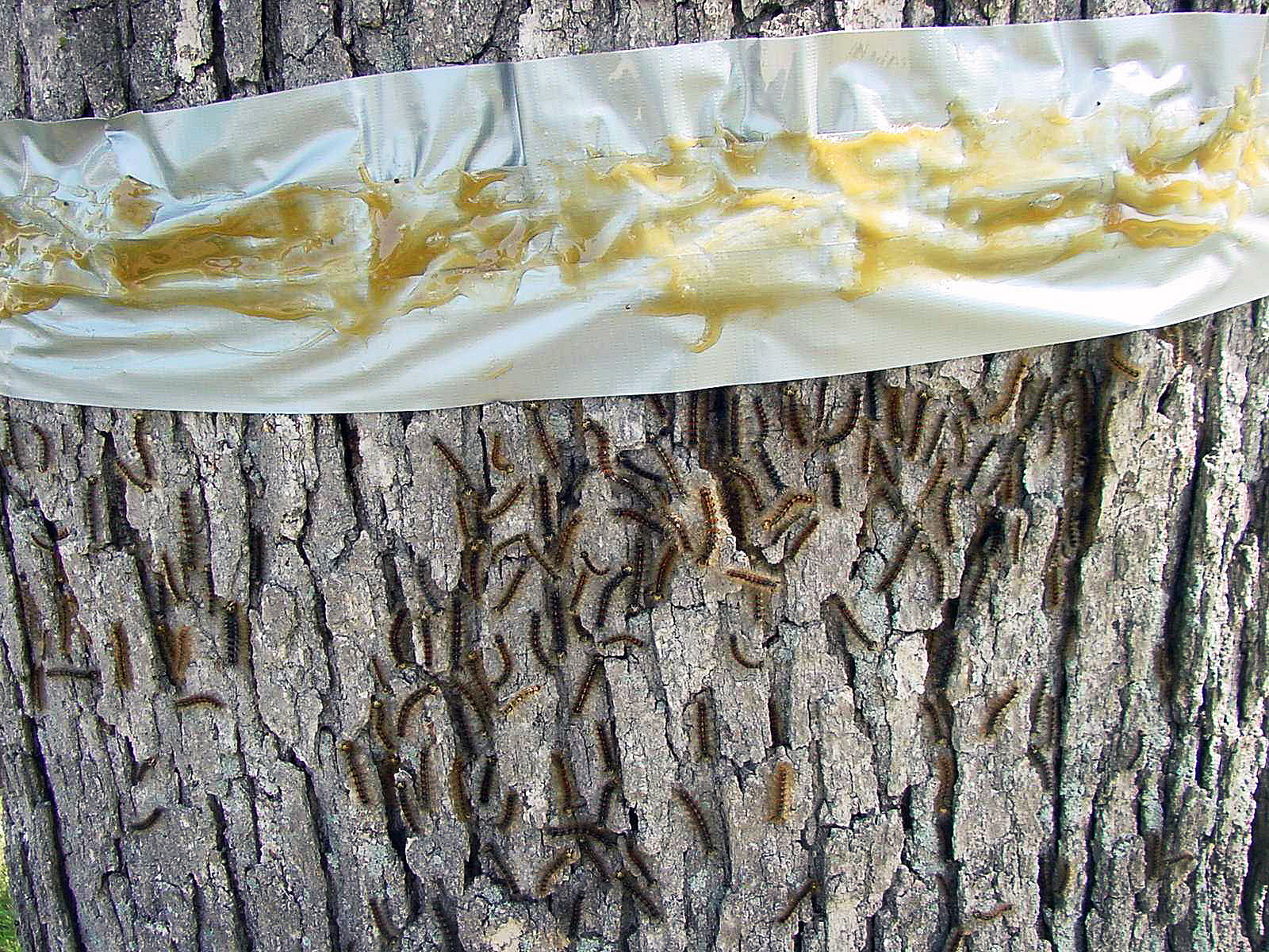 Prepare — Spongy Moth Caterpillars To Return