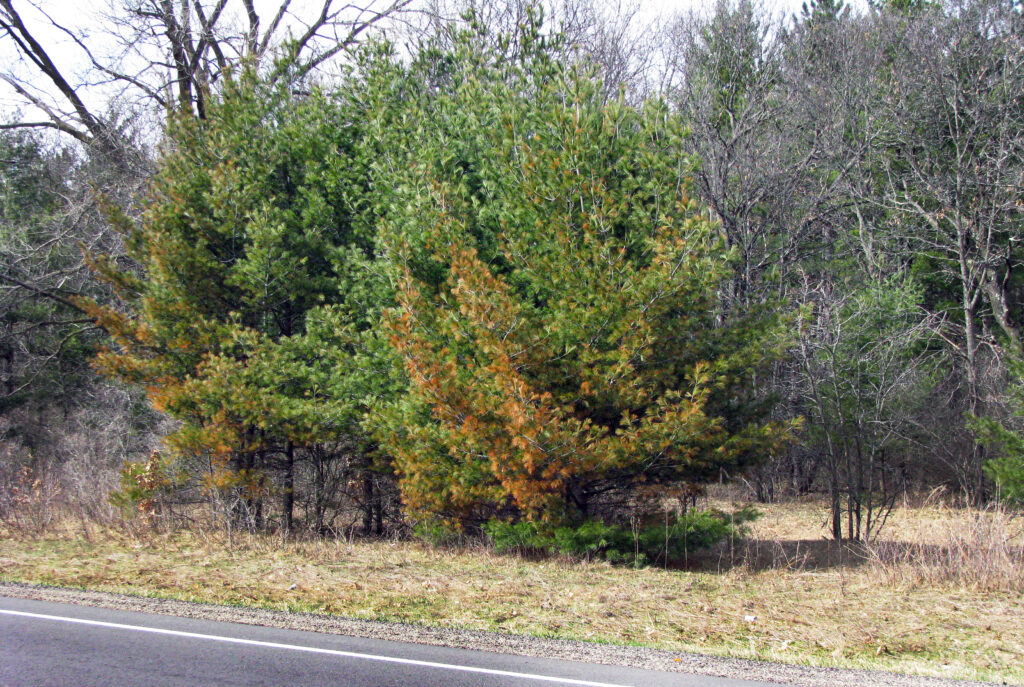 Effects Of Winter Take Toll On Trees