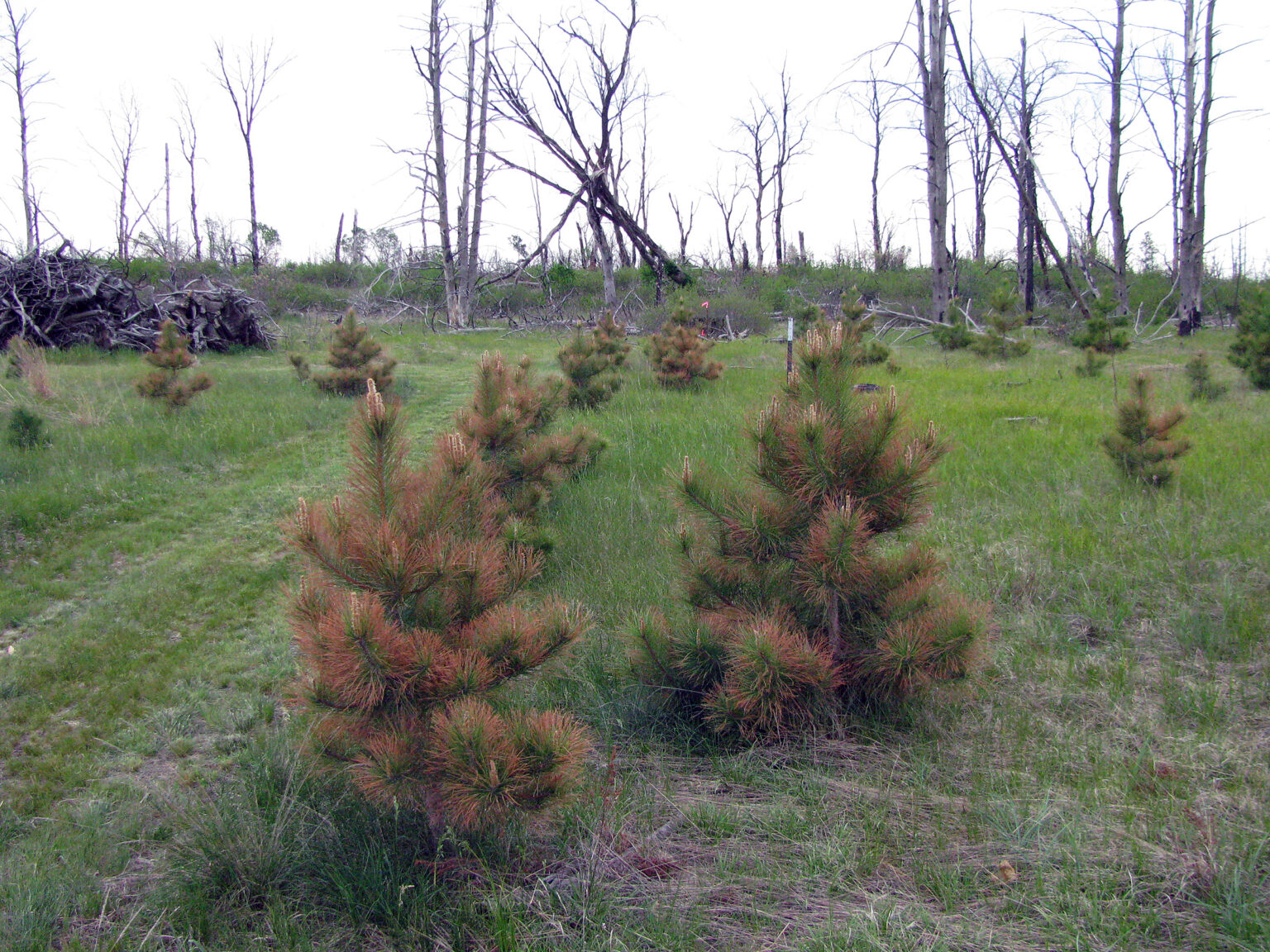 Effects Of Winter Take Toll On Trees