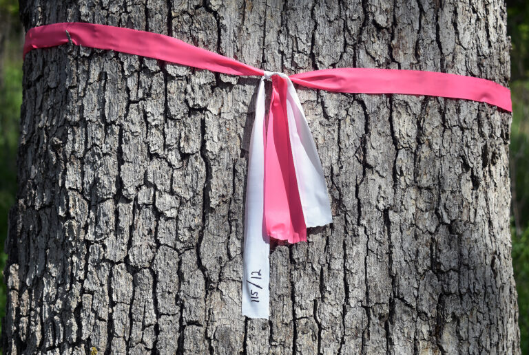 DNR Staff Gets Tree Injection Training