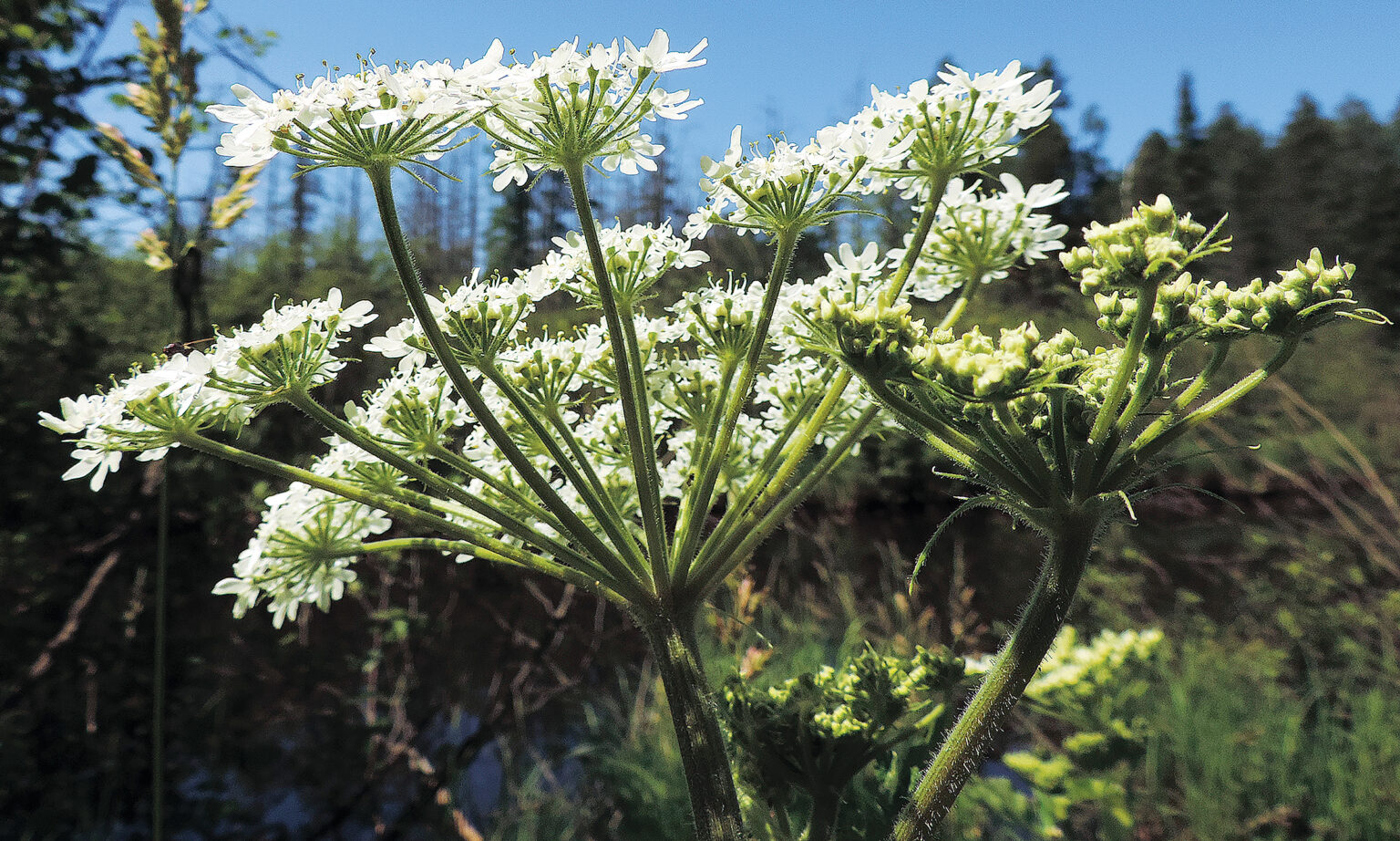 Is it Invasive Giant Hogweed?