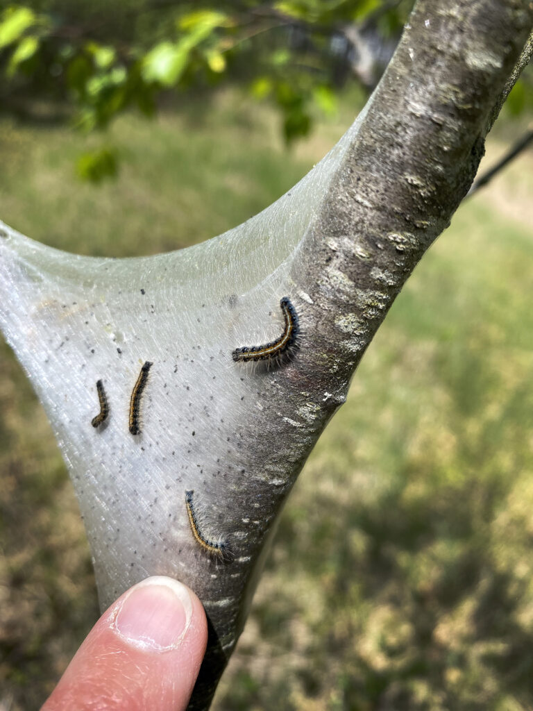 Eastern Tent Caterpillar Webs Common