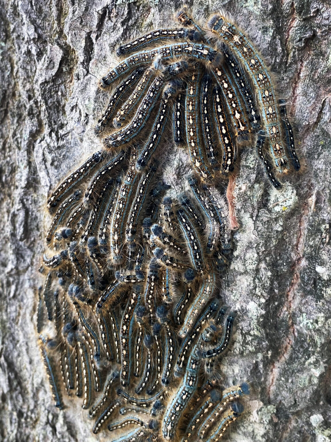 Eastern Tent Caterpillar Webs Common