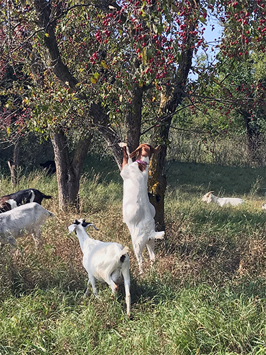 DNR Silviculturists Create Podcast