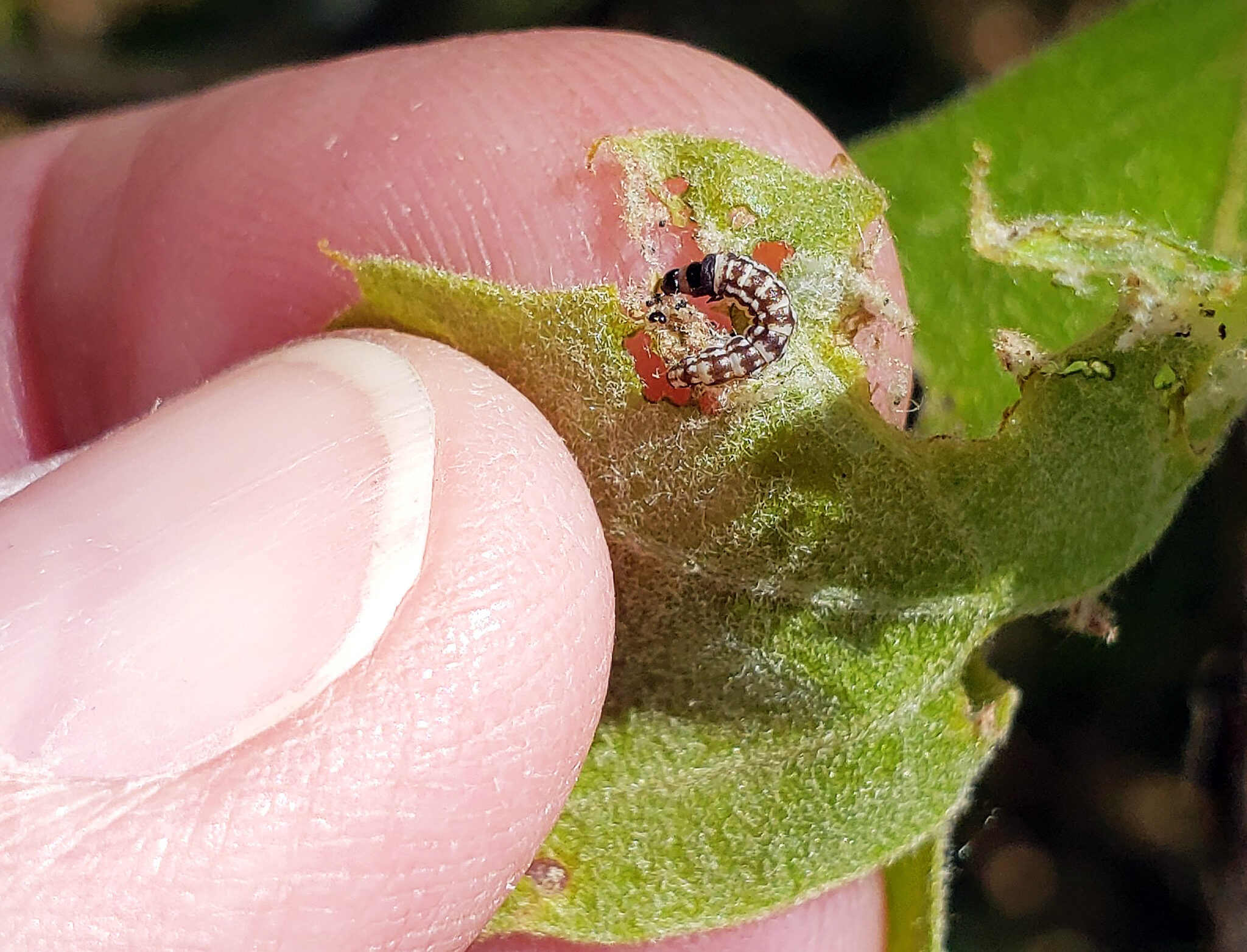 Multiple Oak Defoliators Active Now