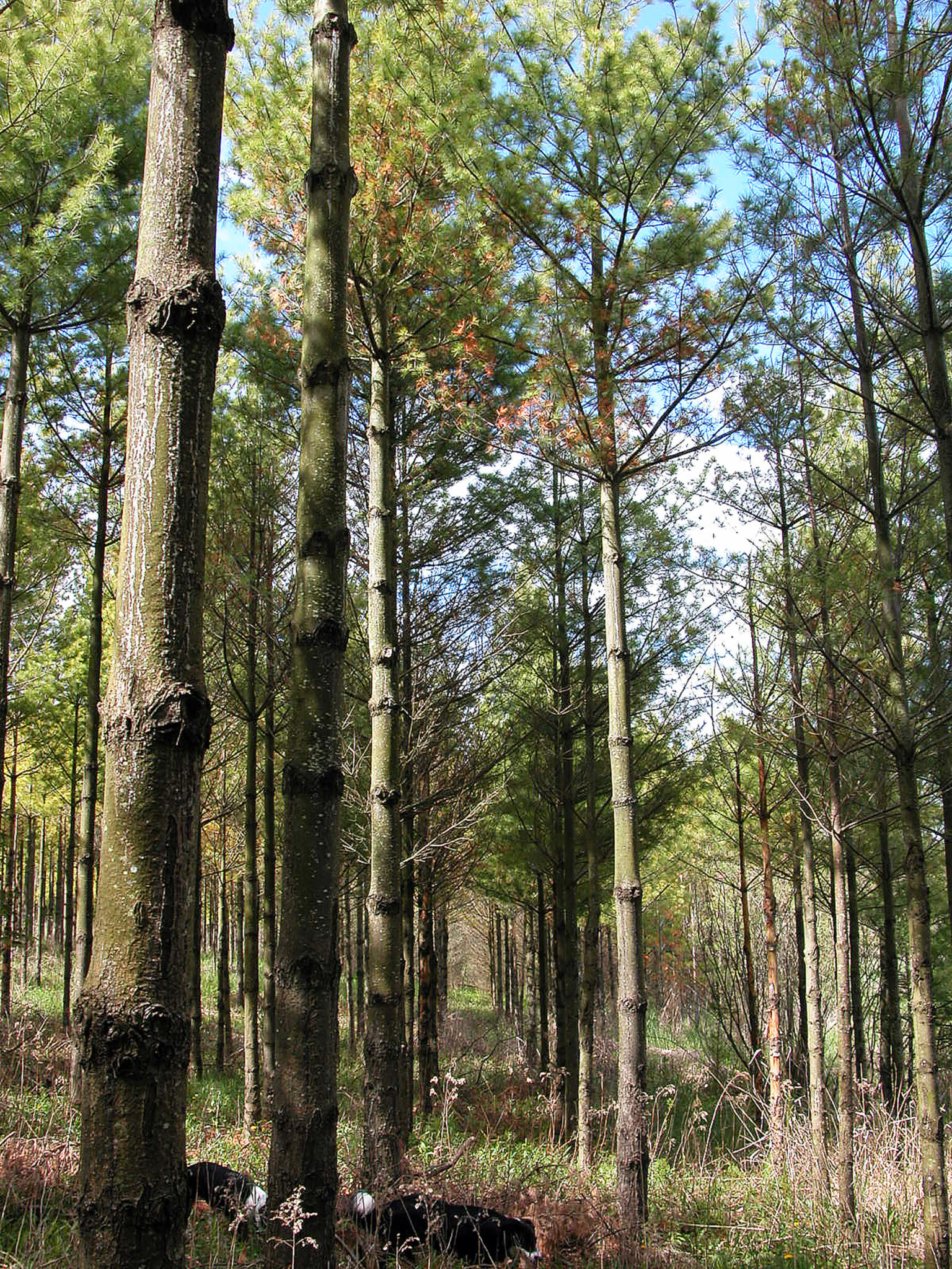 White Pine Weevil Damage And Management Options