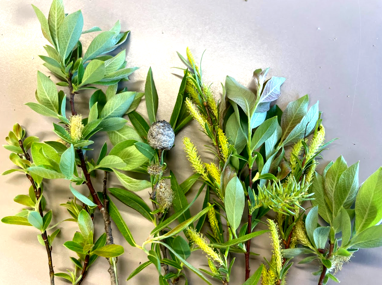 Willow Identification And Management Class