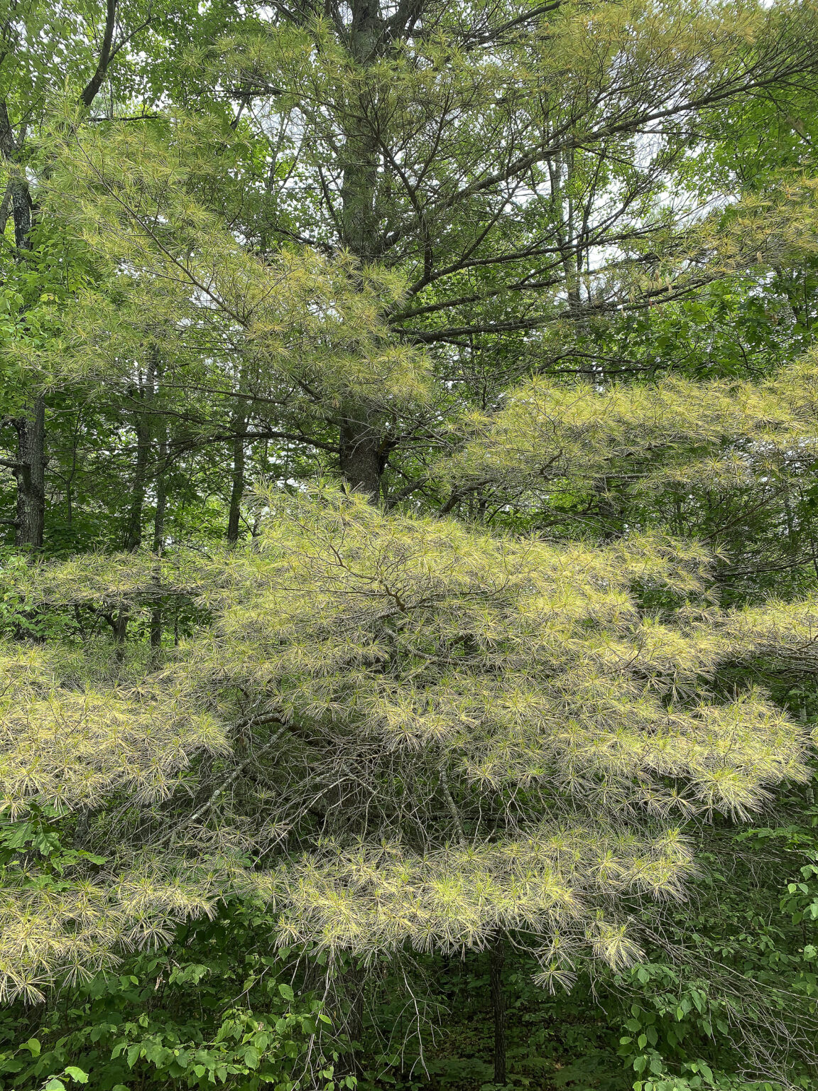 Watch For Brown Spot Needle Blight