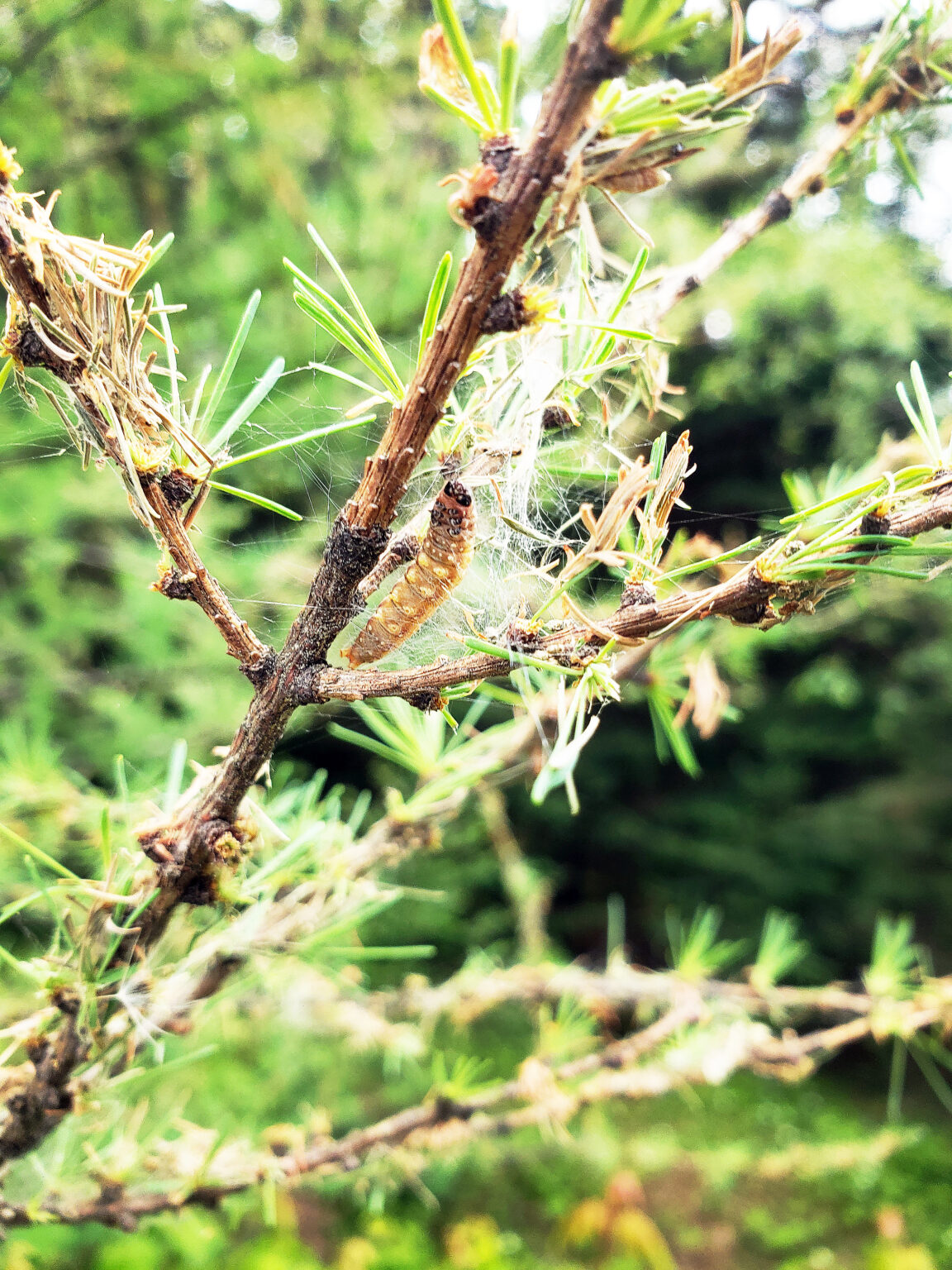 Severe Spruce Budworm Defoliation Hits In Northwest