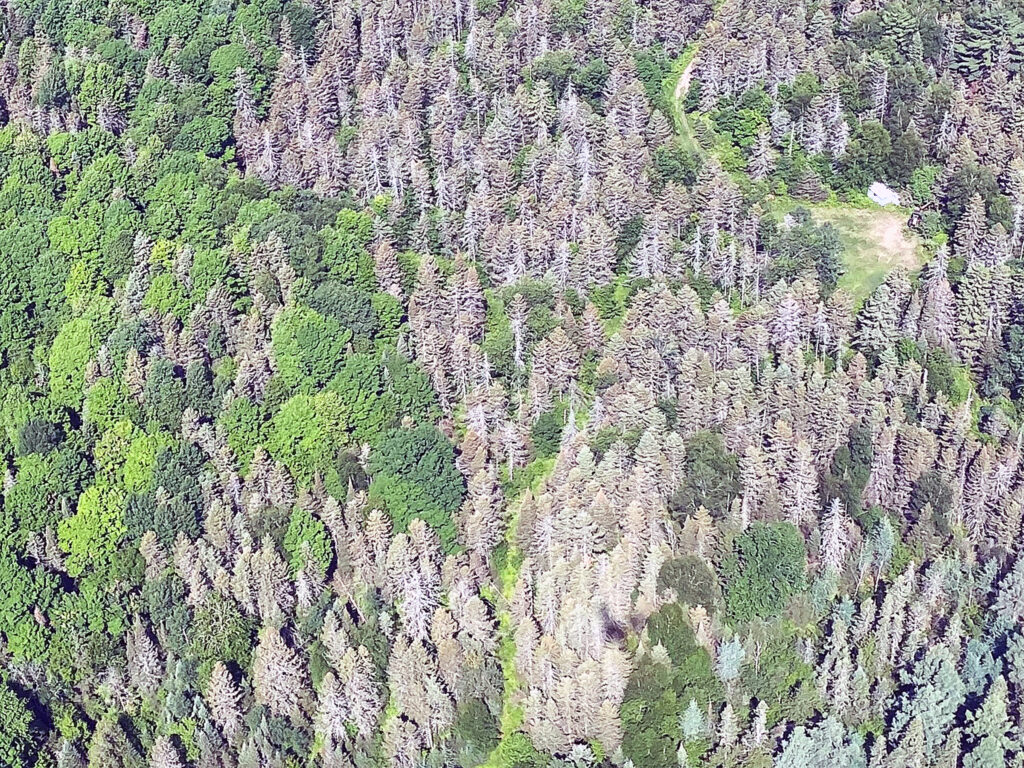 Severe Spruce Budworm Defoliation Hits In Northwest