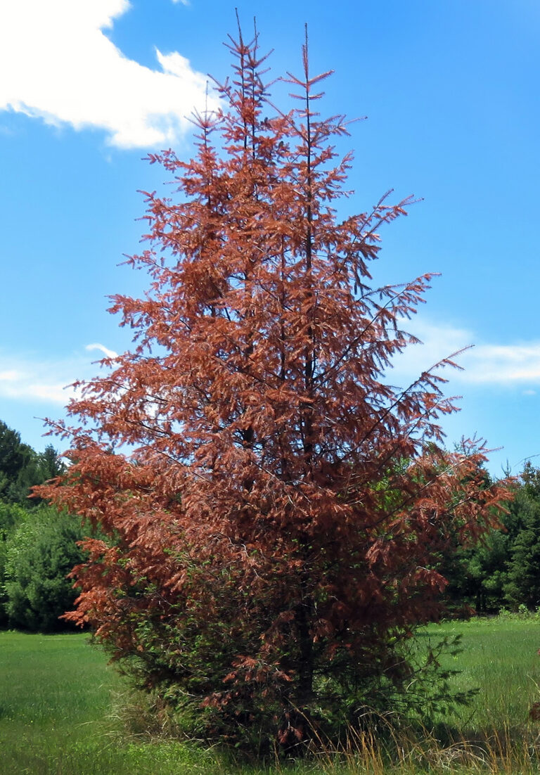 Balsam Fir Mortality Similar To 2018 And 2020