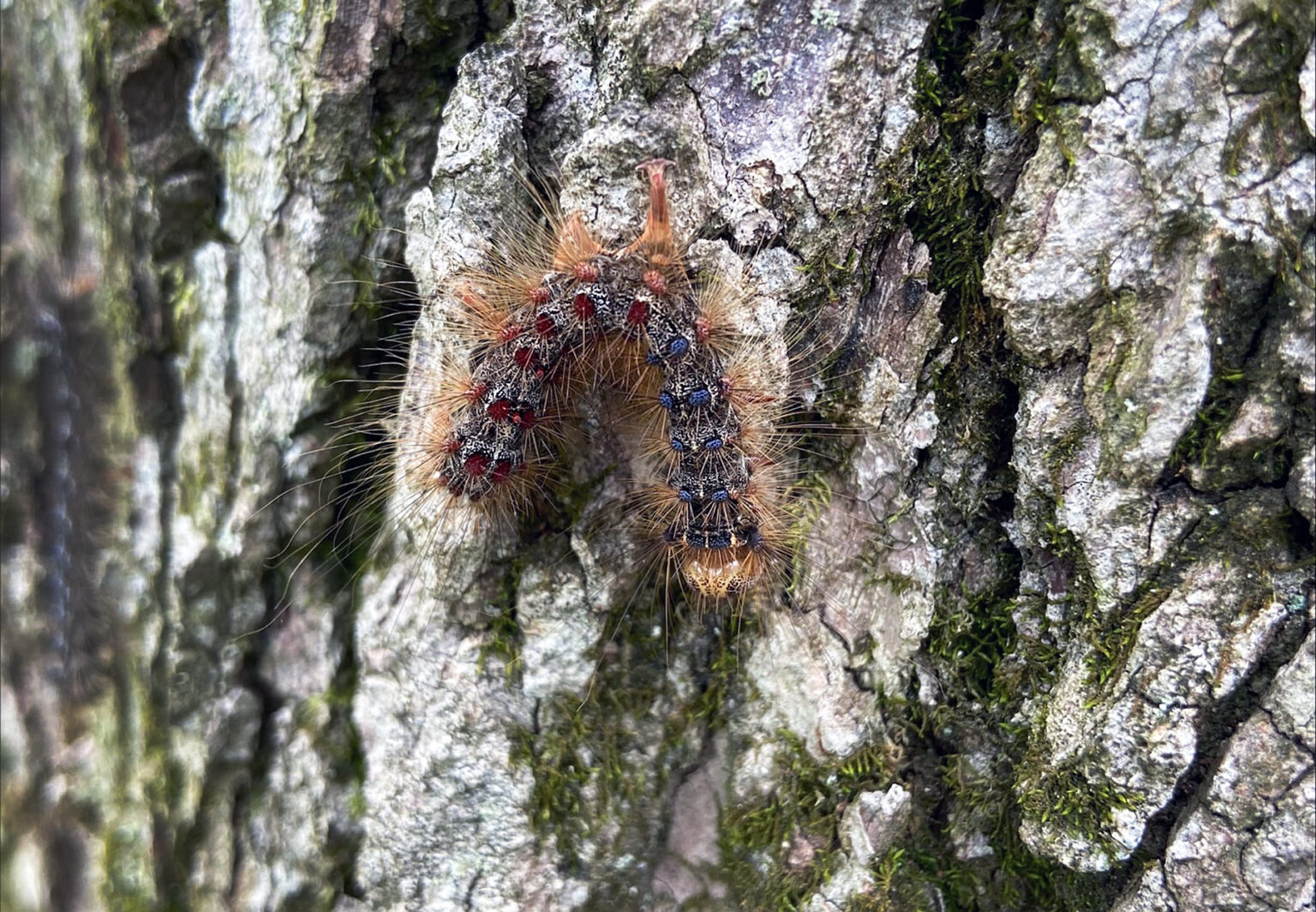 Spongy Moth Update: State Defoliation Record Set