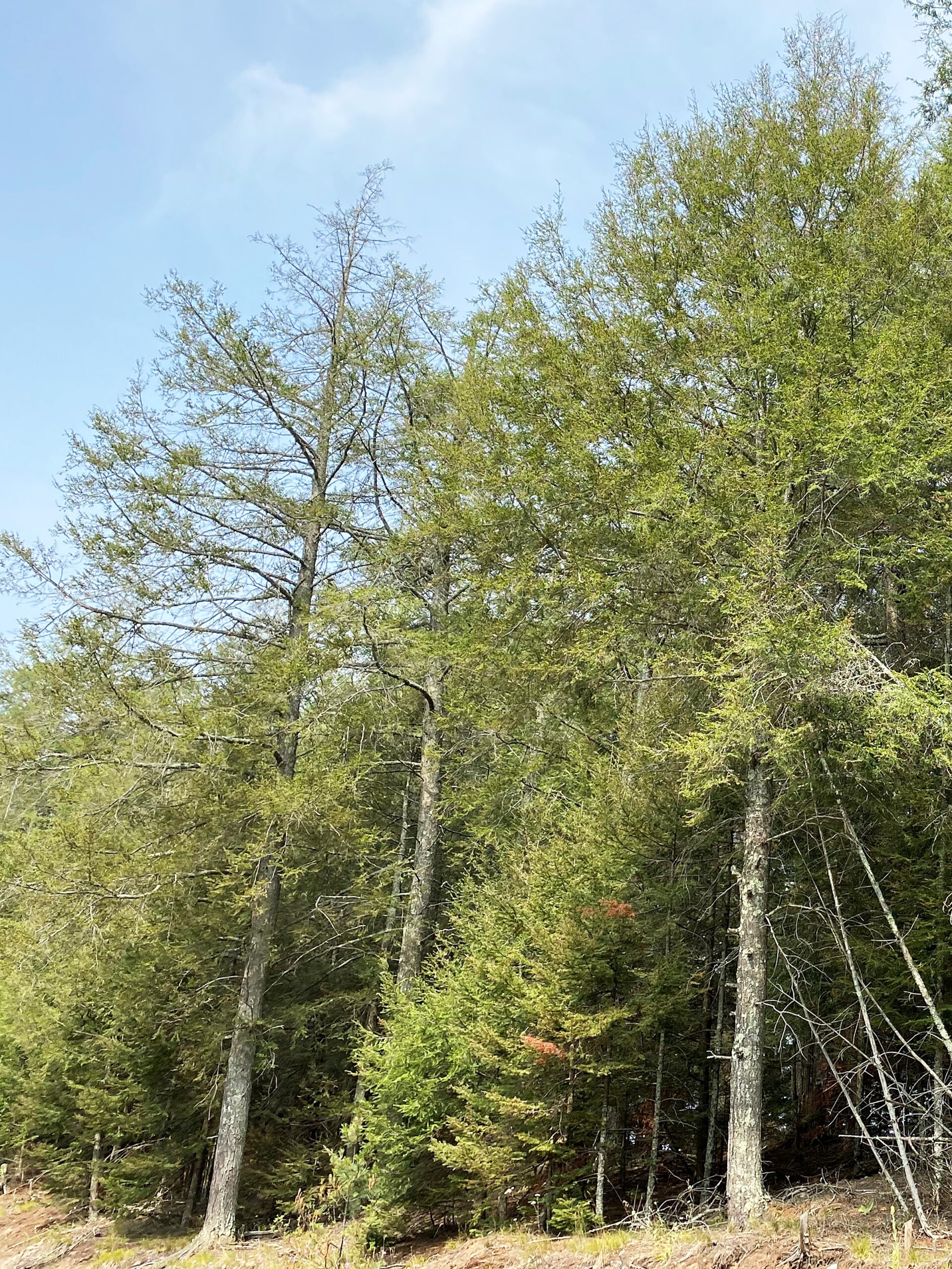 Hemlock Being Defoliated By Spruce Budworm