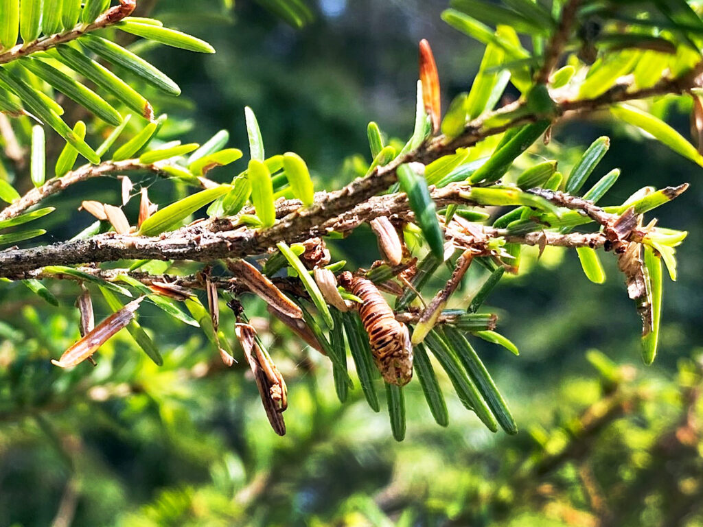 Hemlock Being Defoliated By Spruce Budworm