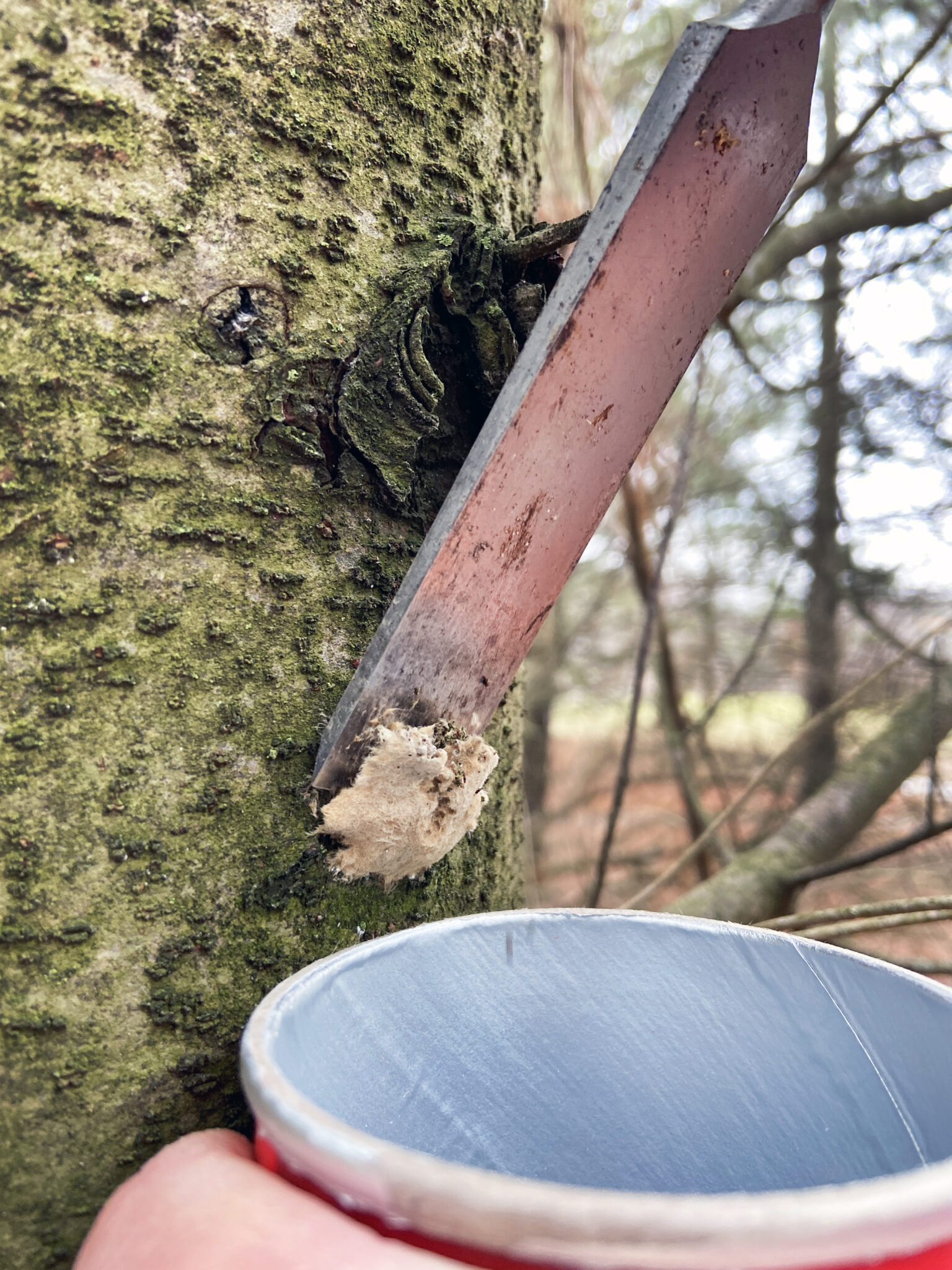 Time To Seek Out Spongy Moth Egg Masses