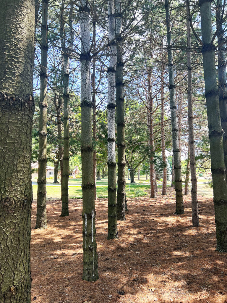 Pine Bark Adelgids Infest White Pines