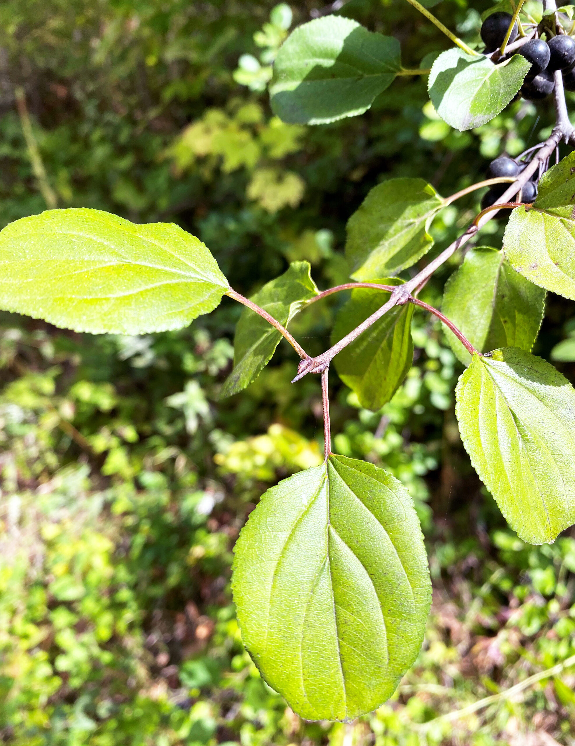 Not-So-Notorious Native Buckthorn