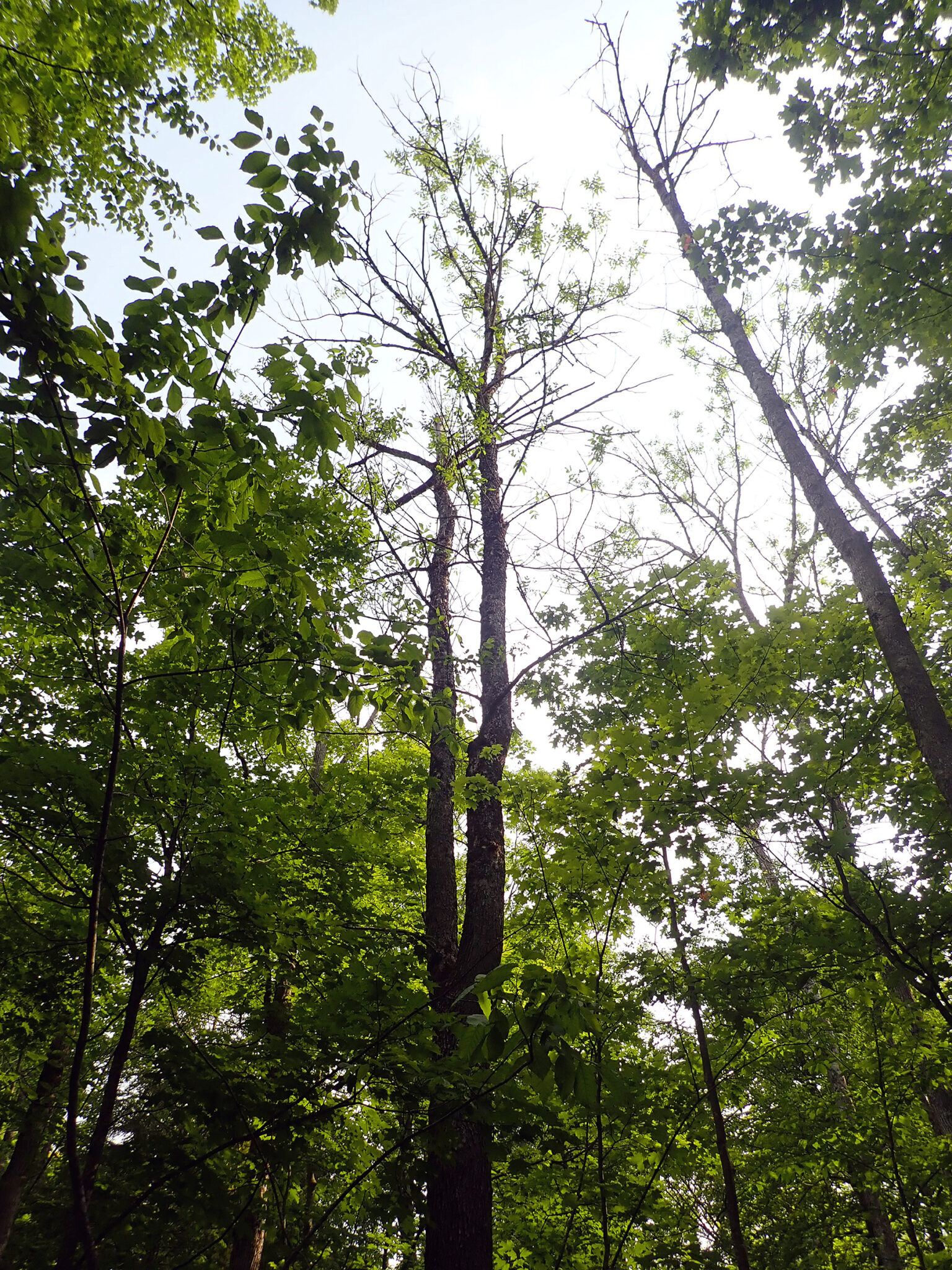 Another Ash Pest Found In Northern Wisconsin