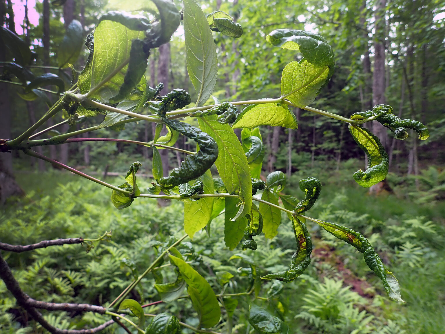 Another Ash Pest Found In Northern Wisconsin