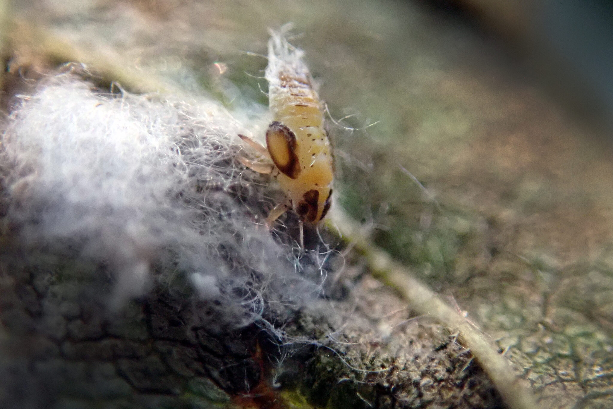 Another Ash Pest Found In Northern Wisconsin