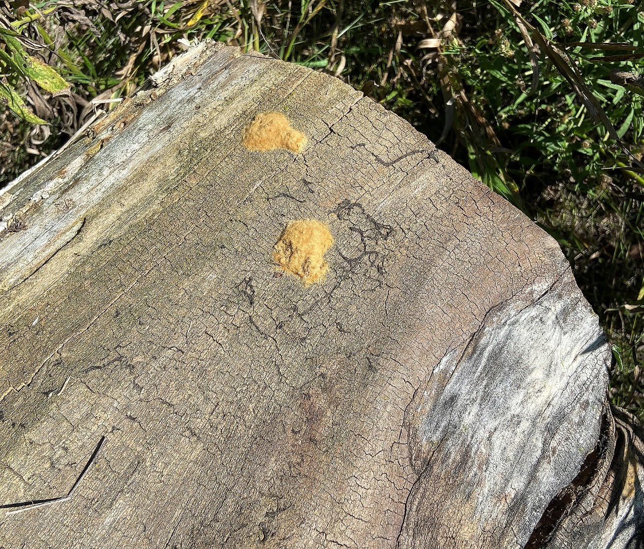 Don’t Let Tree Trouble Hitch A Ride On Firewood